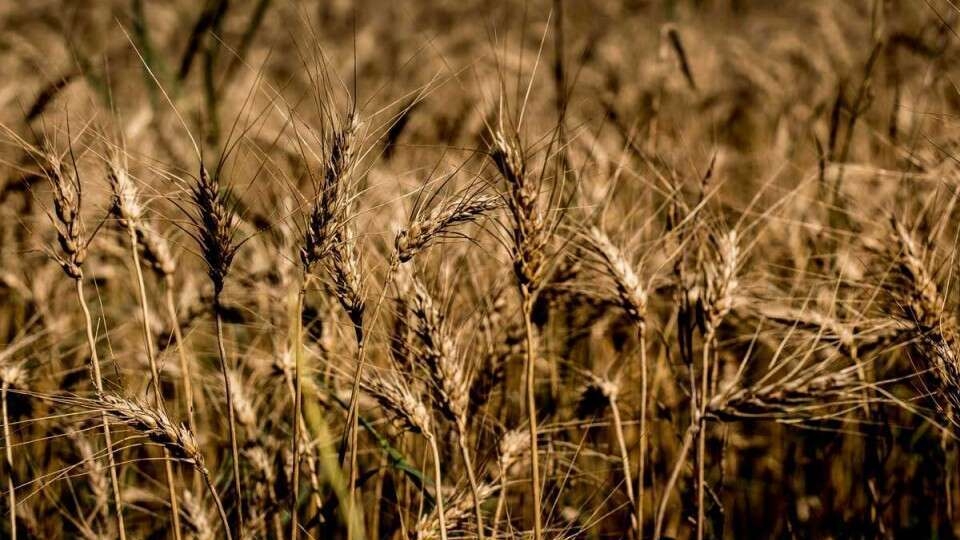 Bánh mì đen là gì? Giá trị dinh dưỡng và công thức nấu ăn ngon