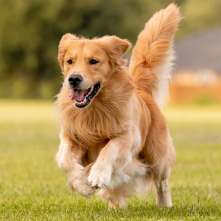 Top 100+ avatar chó cute, siêu ngộ nghĩnh, “đốn tim” ngay tức thì