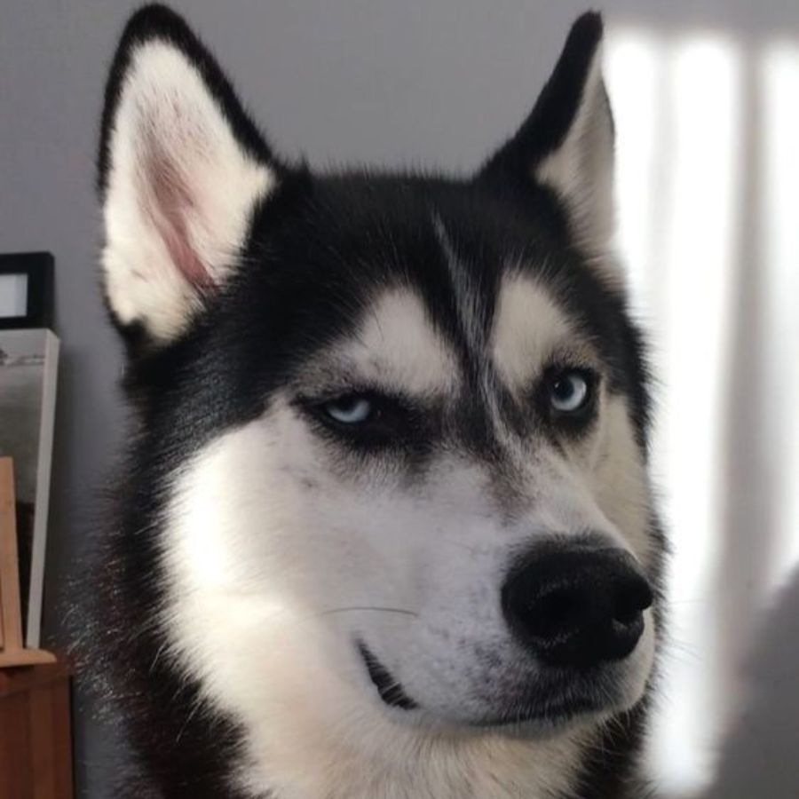 Top 100+ avatar chó cute, siêu ngộ nghĩnh, “đốn tim” ngay tức thì