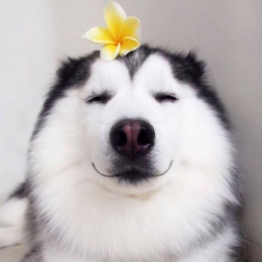 Top 100+ avatar chó cute, siêu ngộ nghĩnh, “đốn tim” ngay tức thì