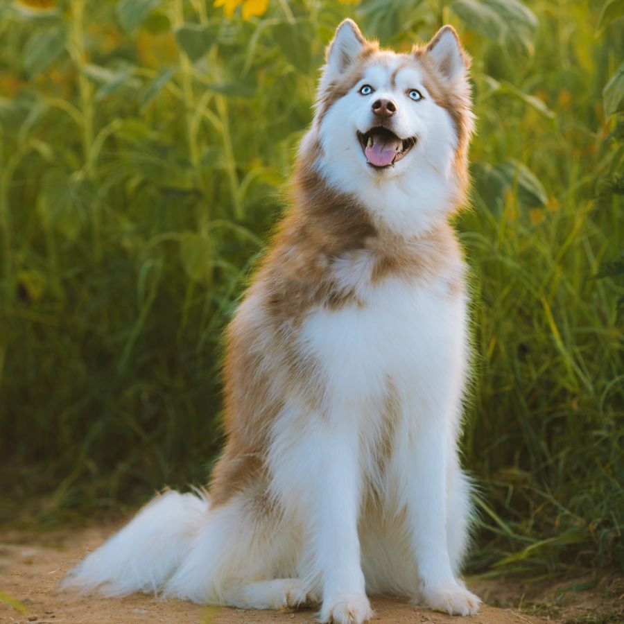 Top 100+ avatar chó cute, siêu ngộ nghĩnh, “đốn tim” ngay tức thì