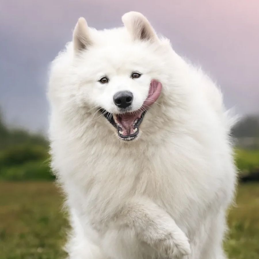 Top 100+ avatar chó cute, siêu ngộ nghĩnh, “đốn tim” ngay tức thì