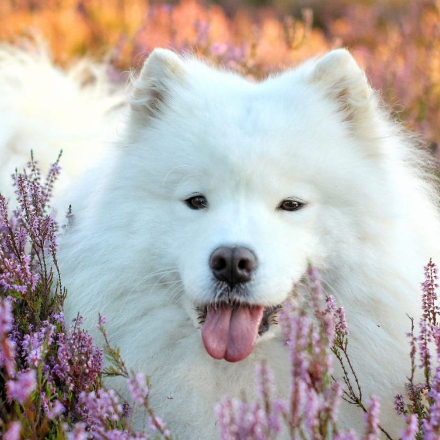 Top 100+ avatar chó cute, siêu ngộ nghĩnh, “đốn tim” ngay tức thì