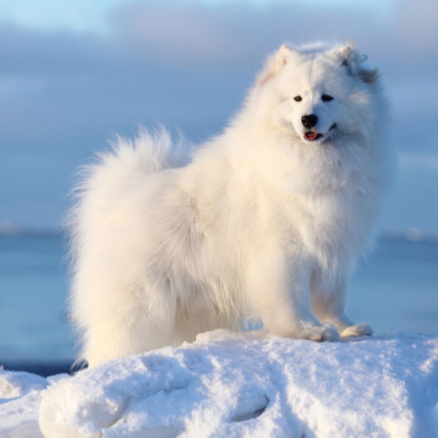 Top 100+ avatar chó cute, siêu ngộ nghĩnh, “đốn tim” ngay tức thì