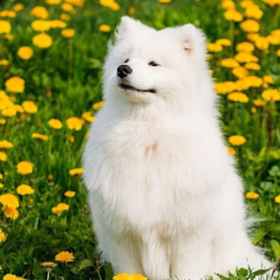 Top 100+ avatar chó cute, siêu ngộ nghĩnh, “đốn tim” ngay tức thì
