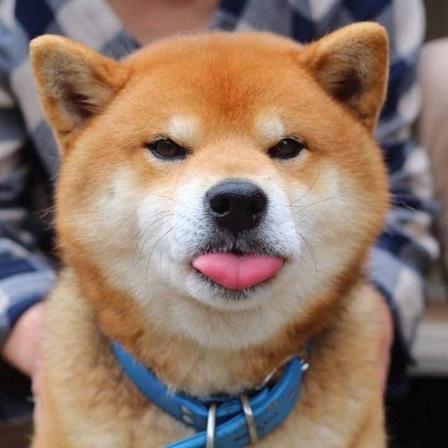 Top 100+ avatar chó cute, siêu ngộ nghĩnh, “đốn tim” ngay tức thì