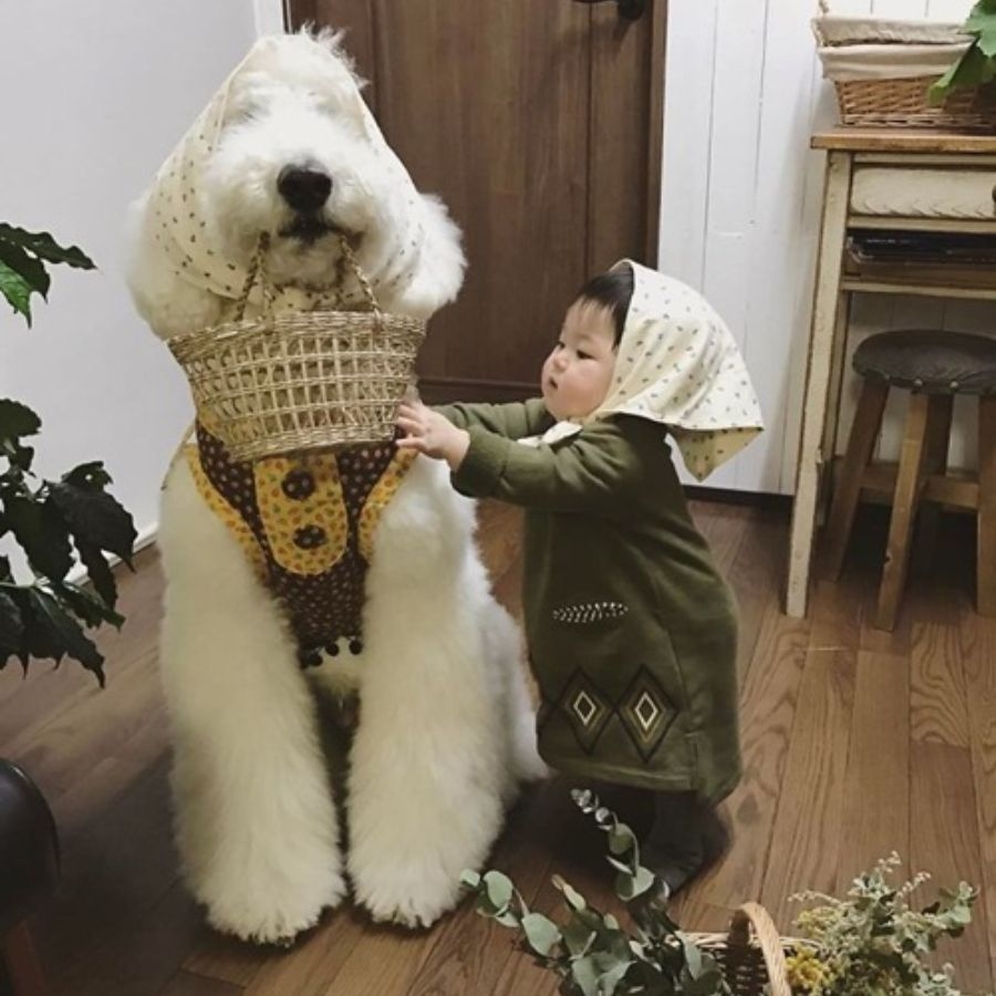 Top 100+ avatar chó cute, siêu ngộ nghĩnh, “đốn tim” ngay tức thì