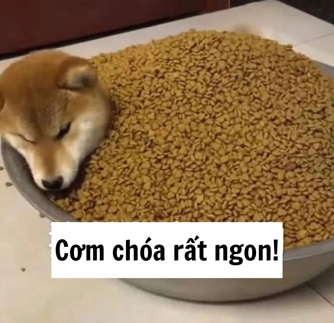Cẩu lương là gì? Tổng hợp một số meme cẩu lương thú vị, hài hước