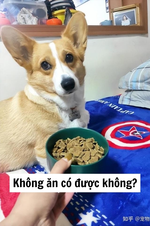 Cẩu lương là gì? Tổng hợp một số meme cẩu lương thú vị, hài hước