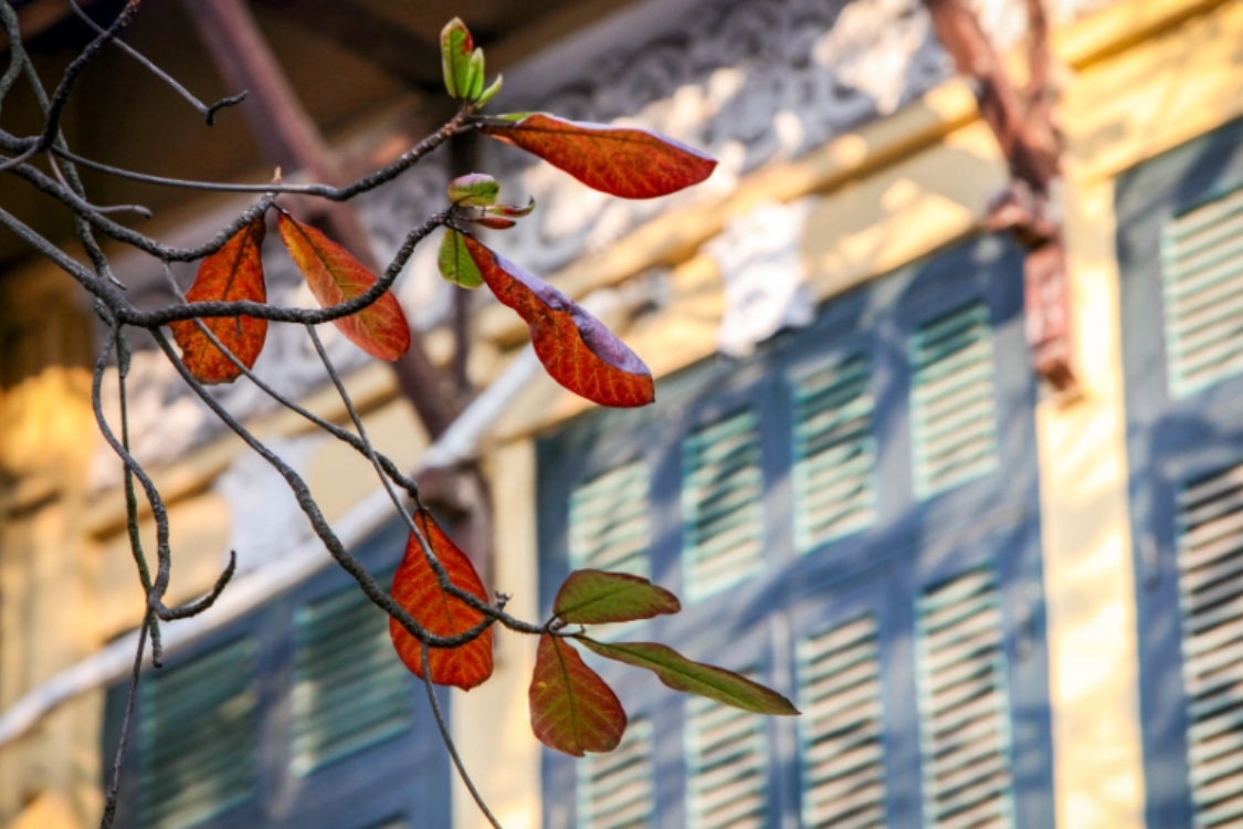 Gió heo may là gì? Sưu tầm những câu nói hay nhất về gió heo may