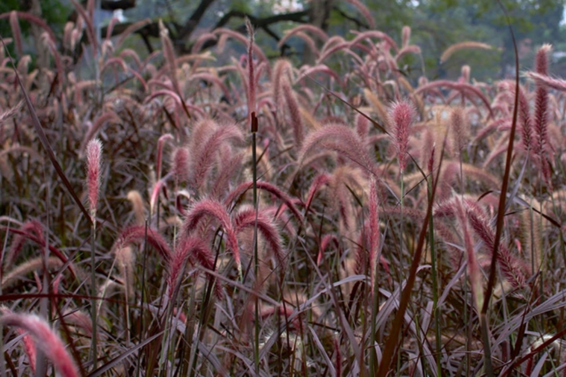 Gió heo may là gì? Sưu tầm những câu nói hay nhất về gió heo may