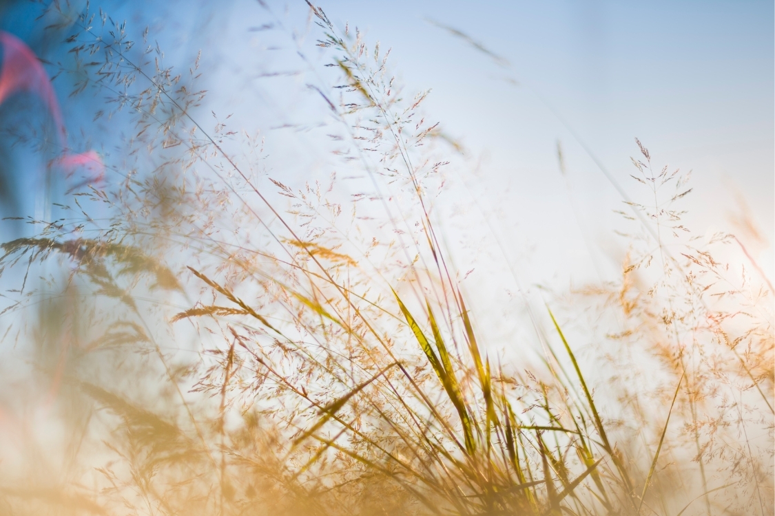 Gió heo may là gì? Sưu tầm những câu nói hay nhất về gió heo may