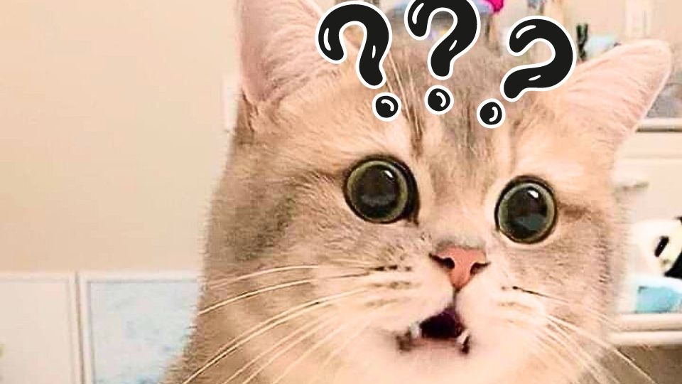 Các meme nổi tiếng nhất: Giải trí với những tấm ảnh siêu hài hước