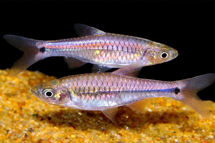 Cá lòng tong là cá gì? Đặc điểm, công dụng của cá lòng tong