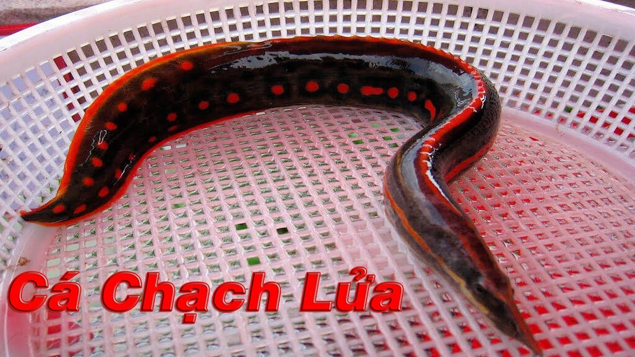 Cách phân biệt cá chạch chấu và các loại cá chạch phổ biến khác