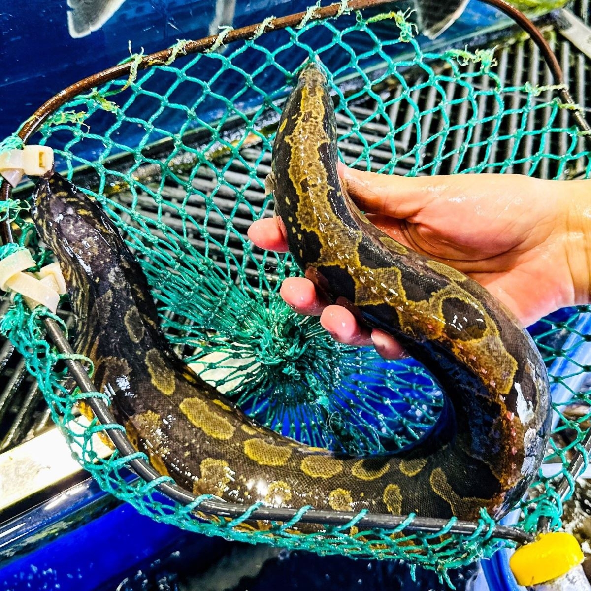 Cách phân biệt cá chạch chấu và các loại cá chạch phổ biến khác