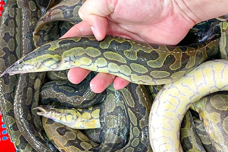 Cách phân biệt cá chạch chấu và các loại cá chạch phổ biến khác