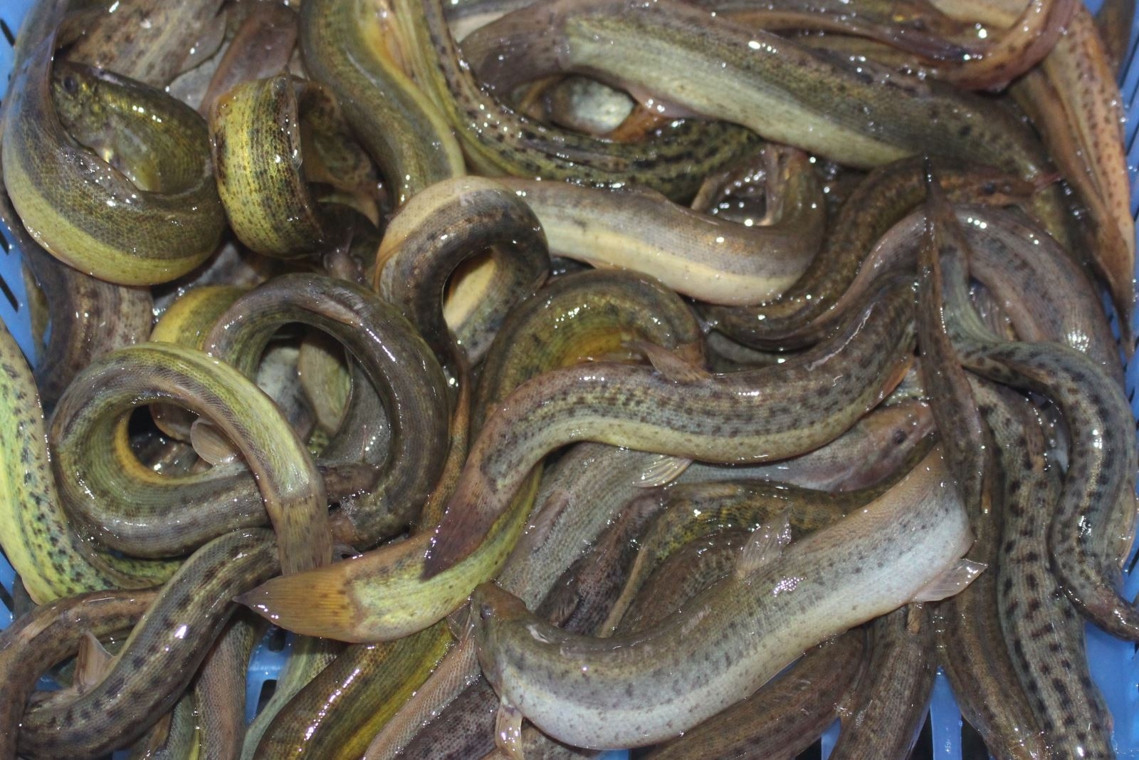 Cách phân biệt cá chạch chấu và các loại cá chạch phổ biến khác