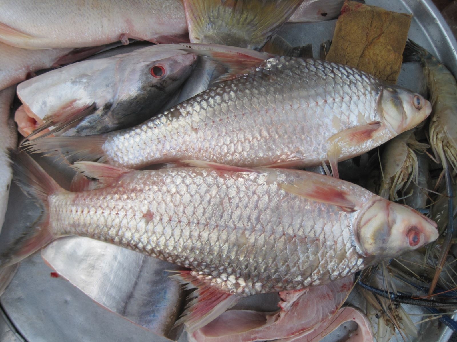 Tìm hiểu cá cóc: Là loại cá gì, mua ở đâu và giá cả ra sao?