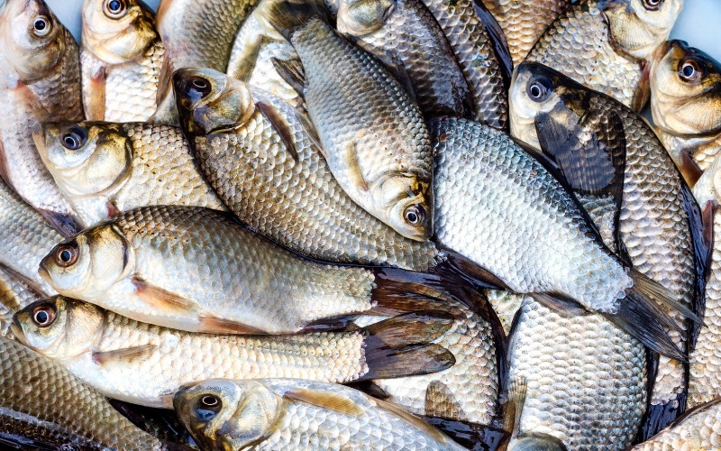 Cá diếc làm gì ngon? Đây là 5 món rất ngon được từ cá diếc