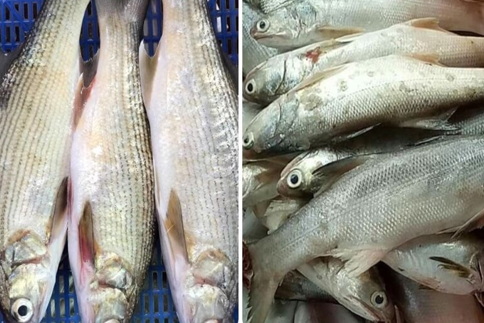 Tìm hiểu cá chét: Đặc điểm, giá trị dinh dưỡng và cách chế biến