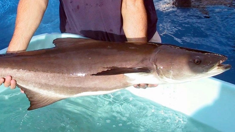 Cá bớp là cá gì? 7 Món ngon dễ nấu từ cá bớp cho cả gia đình