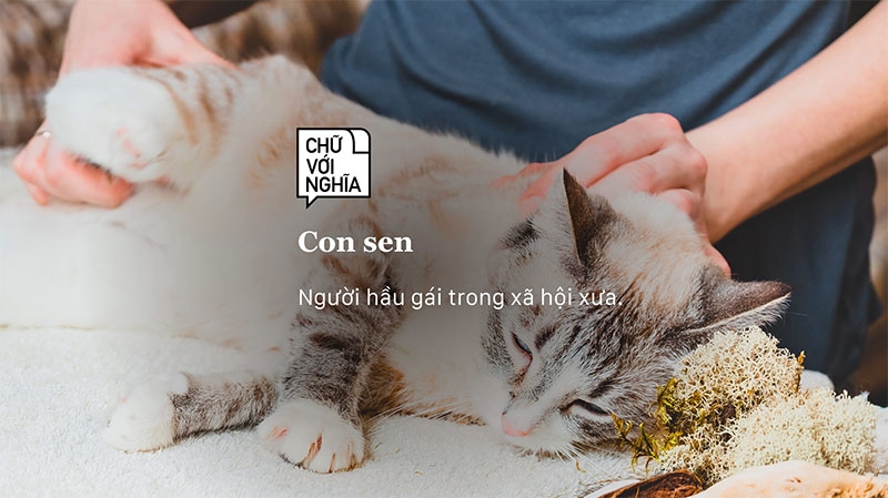 Con sen là gì? Vì sao giới trẻ lại ví von bản thân là "con sen"?