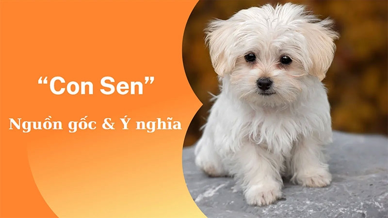 Con sen là gì? Vì sao giới trẻ lại ví von bản thân là "con sen"?