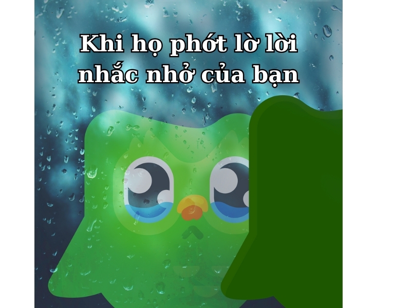 Cười nghiêng ngả với bộ ảnh Duolingo meme cực hài hước