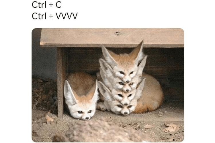 Tổng hợp meme bay màu, meme hài hước cực thú vị, lưu ngay!