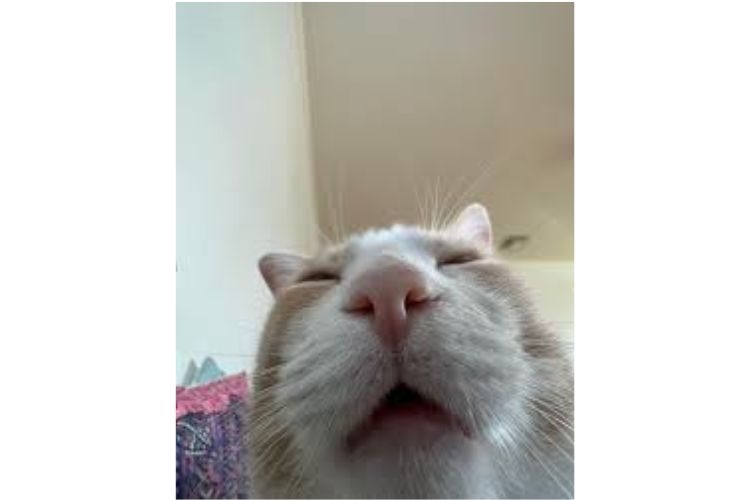 Tổng hợp meme bay màu, meme hài hước cực thú vị, lưu ngay!