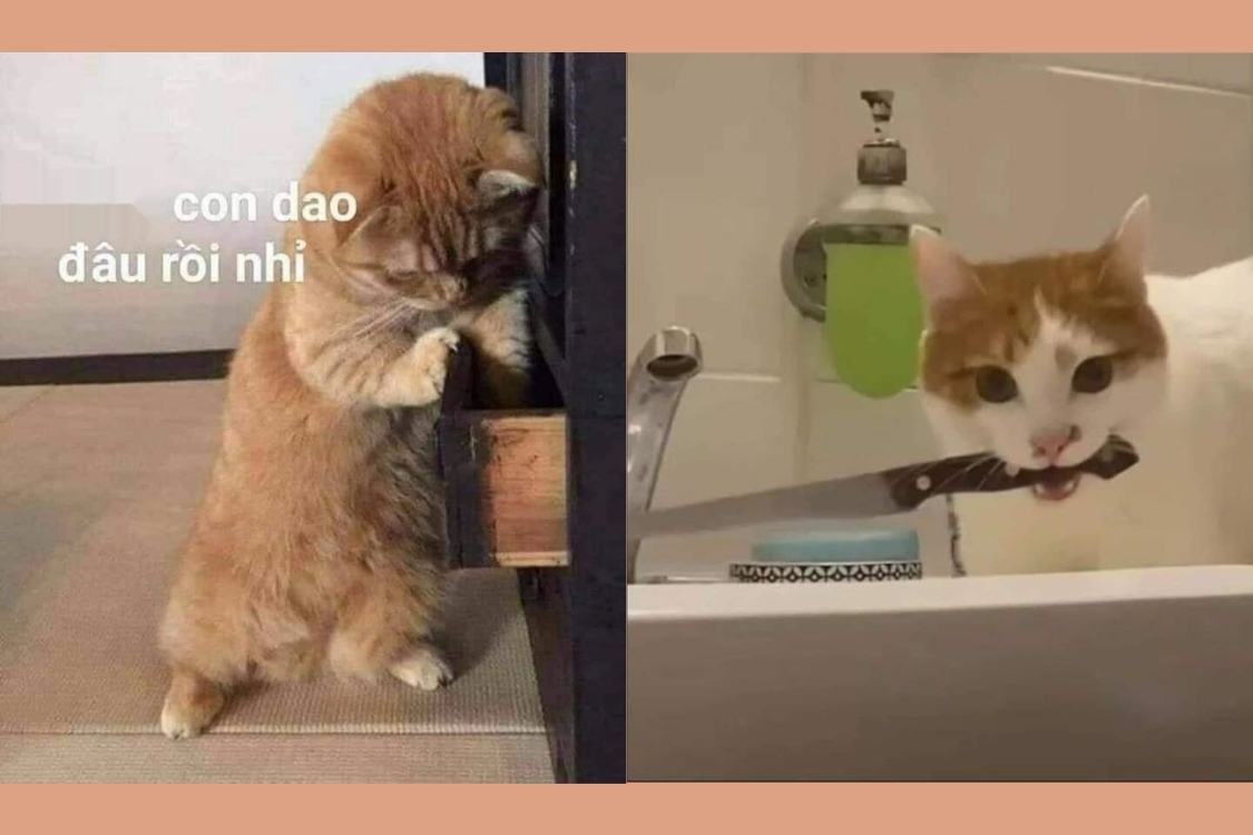 Cười bể bụng với bộ sưu tập hình ảnh meme mèo cầm dao lầy lội