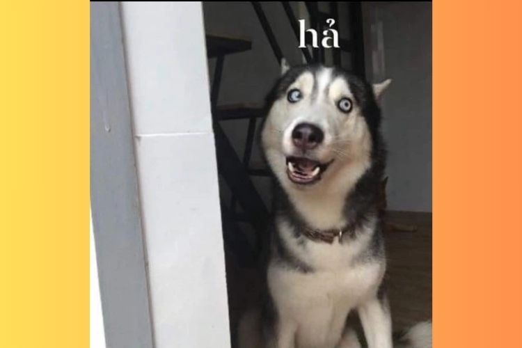 Top meme ảnh chó hài hước trên mạng xã hội, nguồn gốc và ý nghĩa!