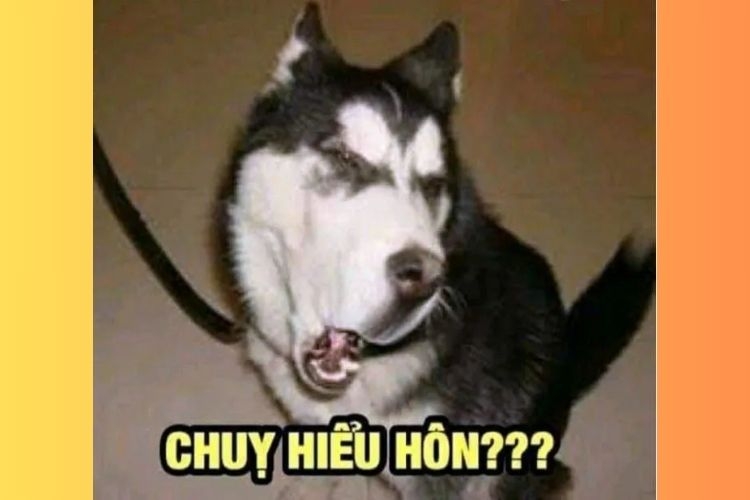 Top meme ảnh chó hài hước trên mạng xã hội, nguồn gốc và ý nghĩa!