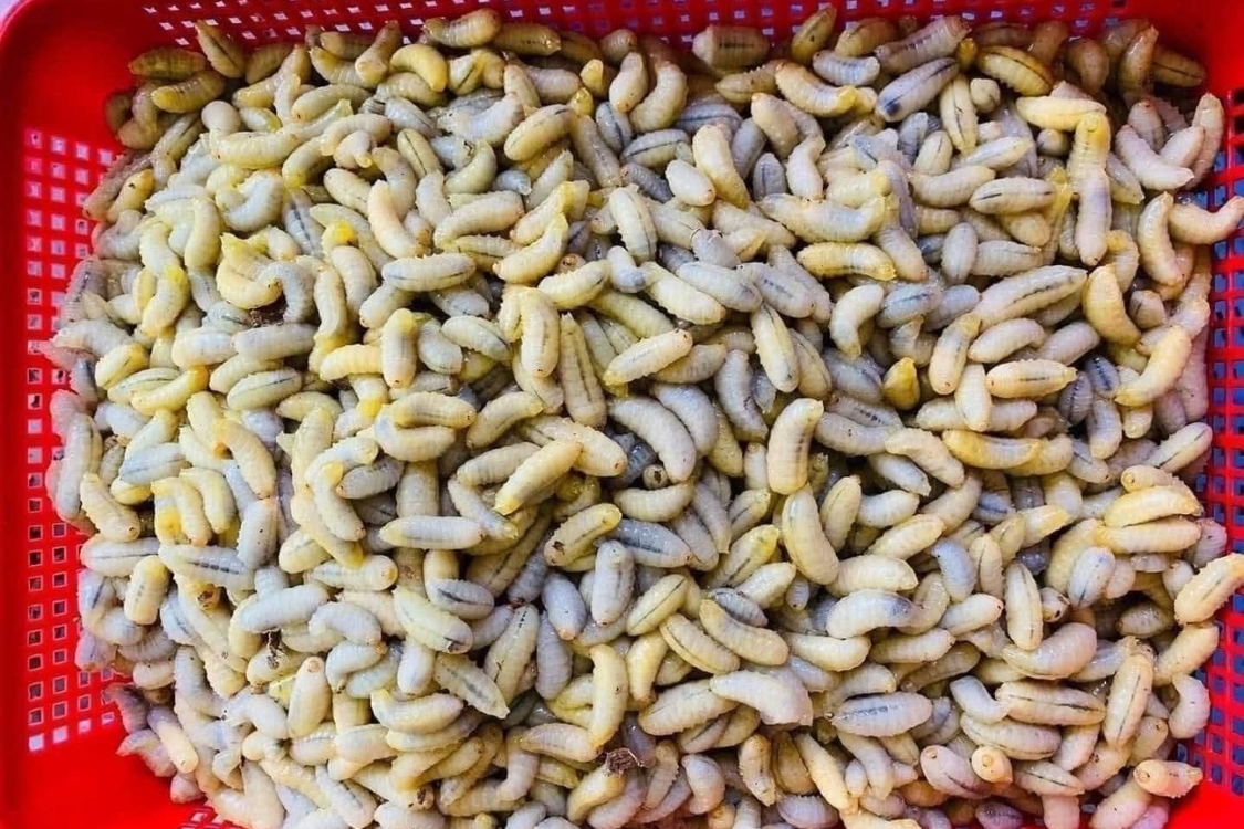 Cháo ong non là gì? Bí quyết chọn mua, sơ chế và bảo quản