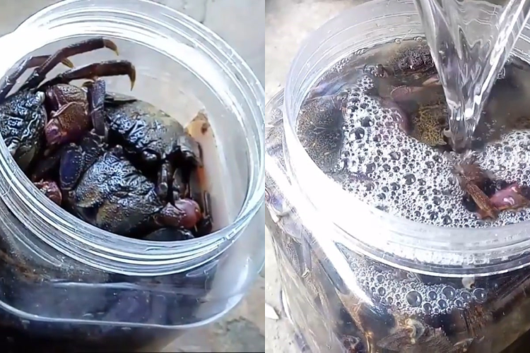 Cách làm mắm ba khía miền Tây vừa đơn giản mà đậm đà, thơm ngon