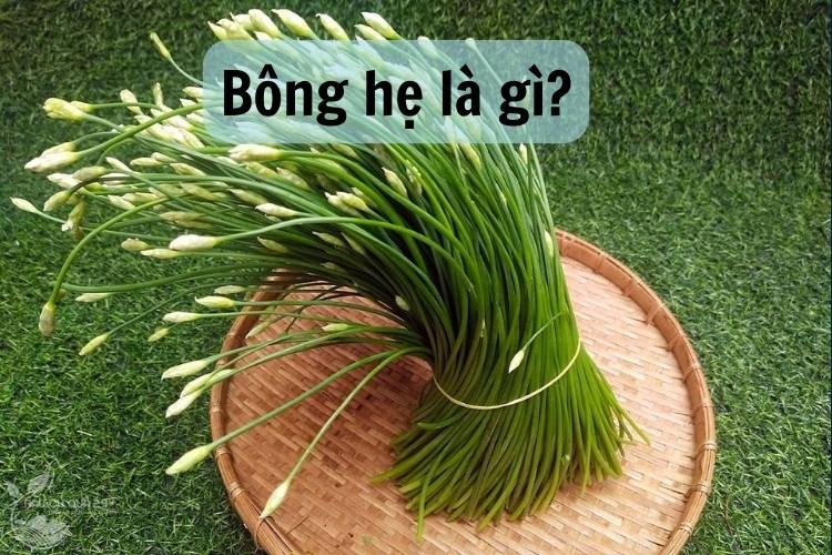 Bông hẹ (bông hành) là gì? Bông hẹ có tác dụng gì với sức khỏe?