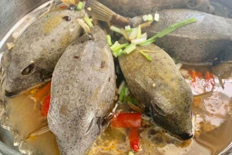 Cá bò hòm là cá gì? Đặc điểm, cách nhận biết và các món ngon