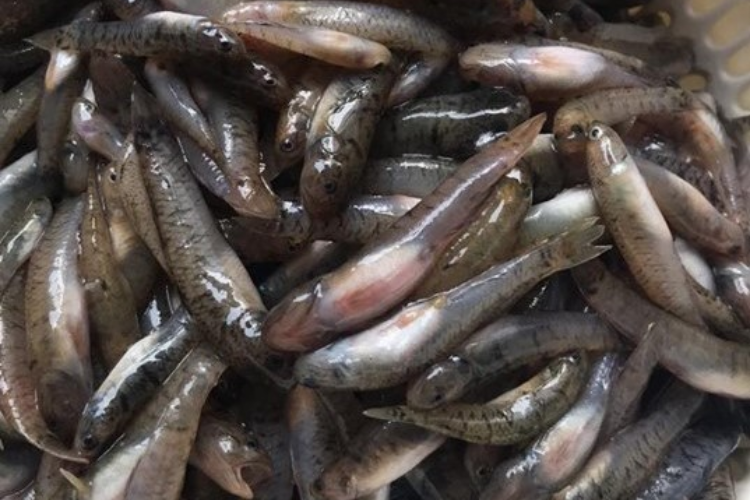 Cá bống trứng là cá gì? Bỏ túi cách làm cá bống trứng kho quẹt