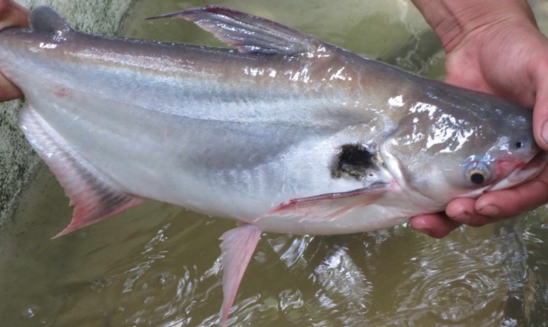 Cá vồ đém (cá dồ) là cá gì? Các món ngon hấp dẫn từ cá vồ đém