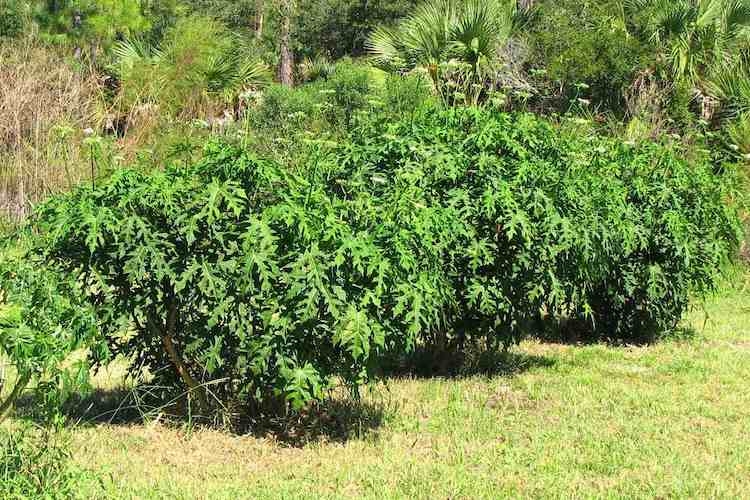 Tổng hợp các cách chế biến rau bina chaya ngon và bổ dưỡng nhất