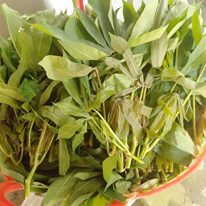 Độc đáo đặc sản canh rau sắn chua nấu sườn Phú Thọ với cách làm cực đơn ...