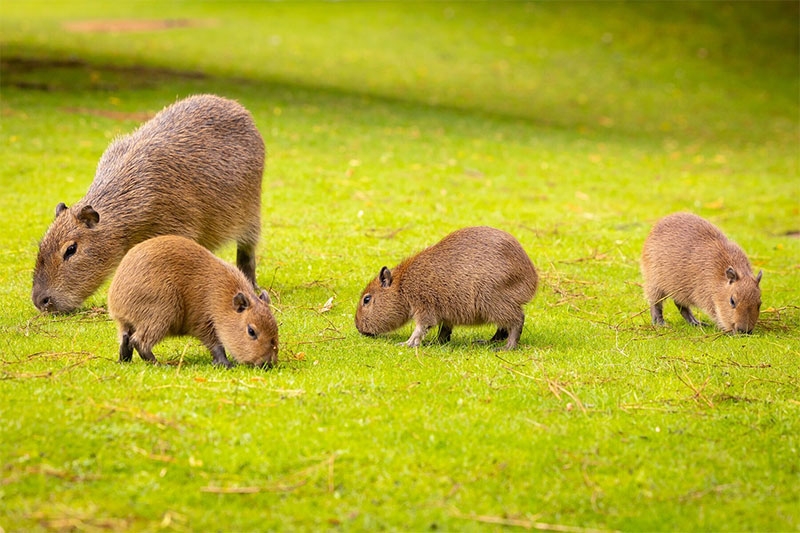 Capybara là gì? Tại sao Capybara lại được giới trẻ yêu thích?