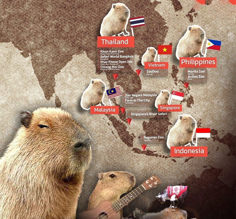 Capybara là gì? Tại sao Capybara lại được giới trẻ yêu thích?