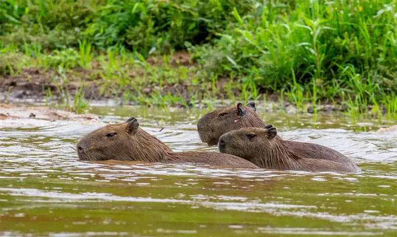 Capybara là gì? Tại sao Capybara lại được giới trẻ yêu thích?