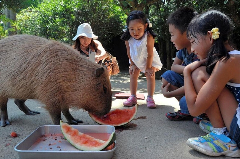 Capybara là gì? Tại sao Capybara lại được giới trẻ yêu thích?