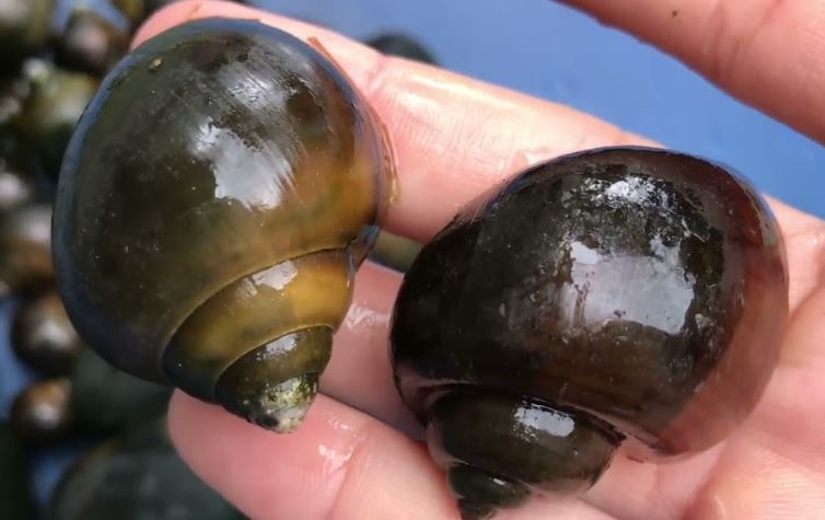 Gợi ý cách làm chả ốc Tây Hồ béo thơm, dai ngon sần sật