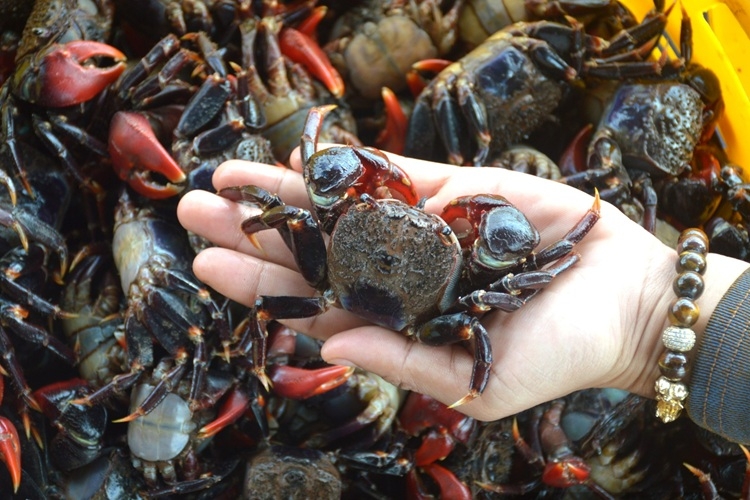 Tìm hiểu về con chù ụ: Đặc sản ngon nức tiếng của Trà Vinh