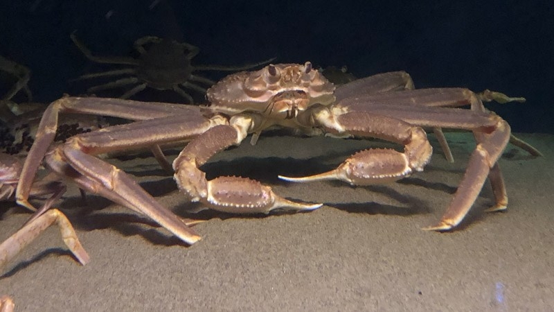 Cua tuyết có nguồn gốc từ đâu? Giá bán bao nhiêu và các món ăn ngon