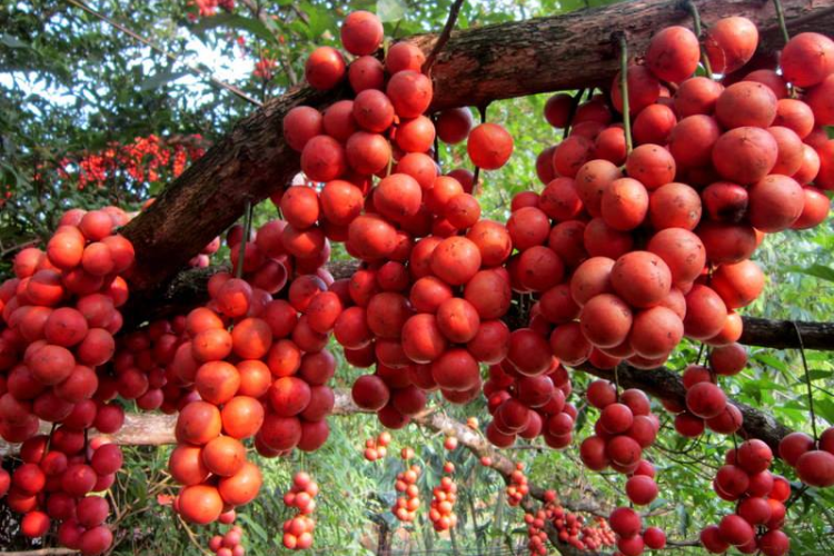 Dâu da là quả gì? Các đặc điểm, cách nhận biết và tác dụng